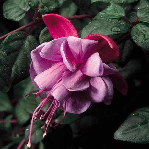 Blue Eyes Trailing Fuchsia Fuchsia Hybrid Starter Plants Fuchsia