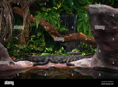 West African Slender Snouted Crocodile Mecistops Cataphractus Big