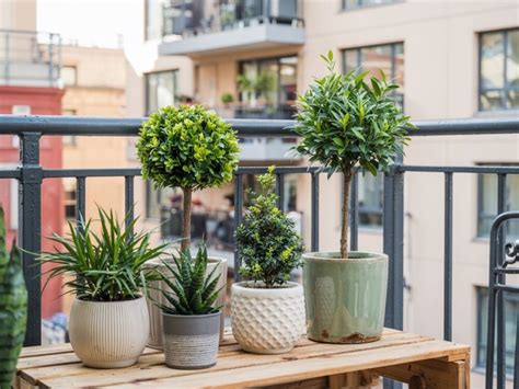 Jakie Mini Drzewka Na Balkon Wybrać Praktyczny Przewodnik Dla Początkujących I Nie Tylko