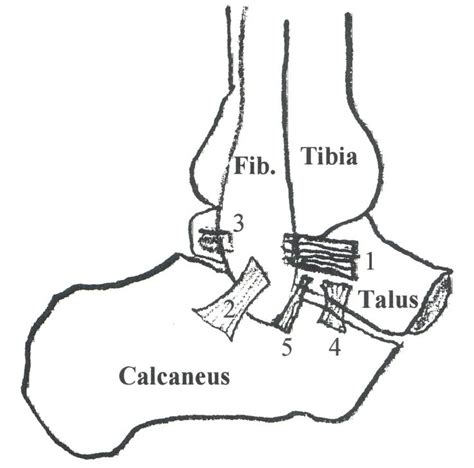 Ligaments Of The Subtalar Joint Lateral View Diagram Quizlet