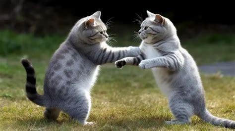 Two Grey Cats In The Grass Fighting And Wrestling Background Cats Funny Picture Cat Funny
