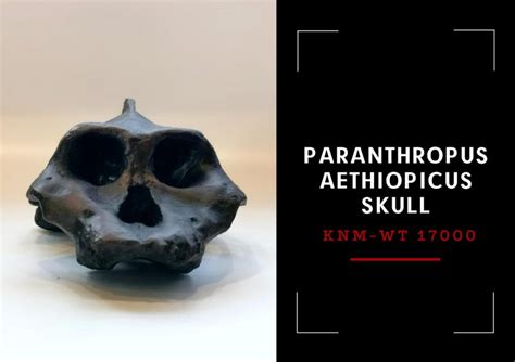 Paranthropus Aethiopicus Skull Replica Prehistoric Fossil Collection