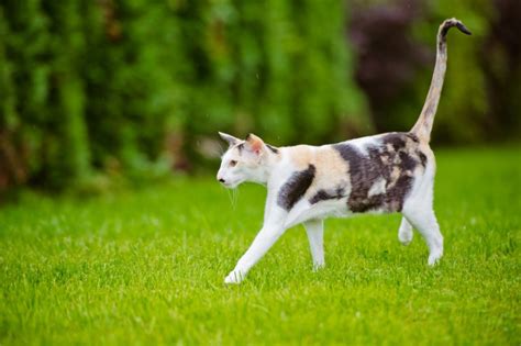 猫の体型6種をご紹介。コビー、フォーリン、オリエンタルとは？｜みんなの子猫ブリーダー