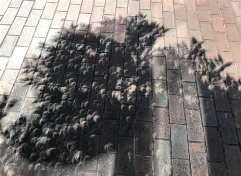 Pinhole Tree Solar Eclipse Smithsonian Photo Contest Smithsonian Magazine