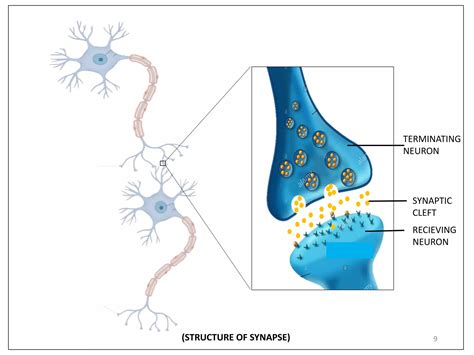 Structure And Function Of Neuron PPTX
