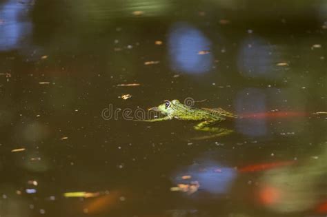 Green Frog Common Toad Bufo Bufo Is On The Surface Of The Pond Stock