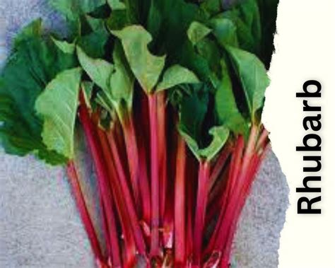 6 Vegetables With Red Stems Tested Caring Points And Recipe Ideas Inhouseplant Your