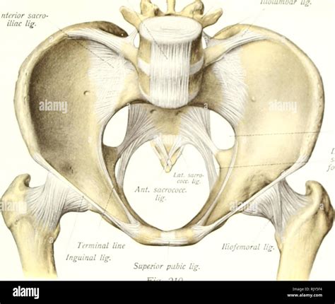 Lesser Sciatic Foramen