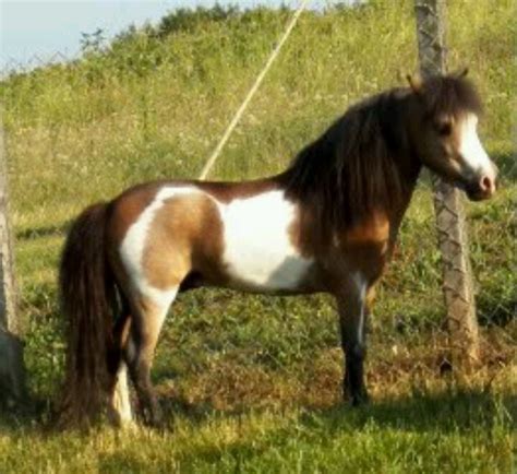 Horses Horses Horse Pictures Beautiful Horses