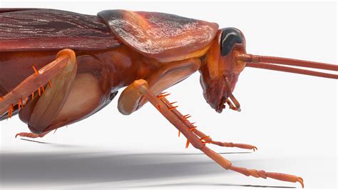 3d Realistic Cockroach Fur Rigged Turbosquid 2384745