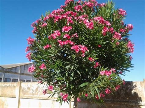 Etnobotánico Barranquilla Uniatlántico Semillero Citiced Inv Juan Carlos Arrieta Adelfa