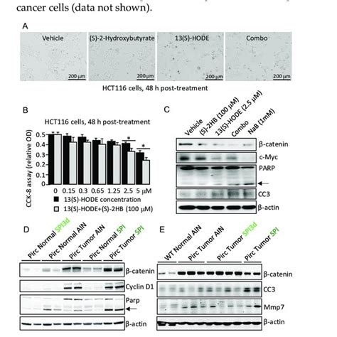 Apoptosis Induction Is Observed By 13s Hode S 2hb And Spinach