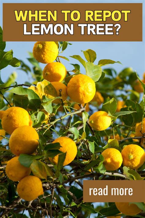 When To Repot Lemon Tree In 2024 Lemon Tree Potted Lemon Tree