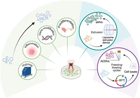 Tailored Extracellular Vesicles From Dental Stem Cells Advances In Sp Ijn