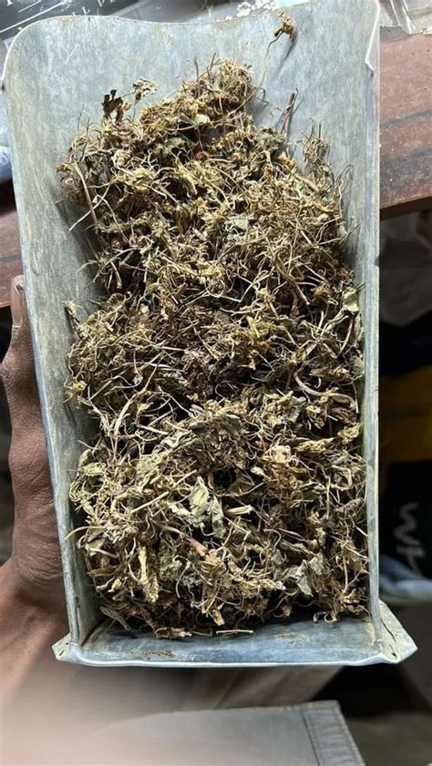 Green Viola Odorata Packaging Type Packet At ₹ 1800 Kg In Amritsar Id 2853965200048