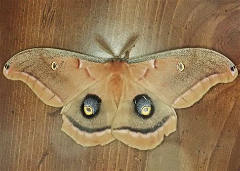 Antheraea Polyphemus Polyphemus Moth 10000 Things Of The Pacific