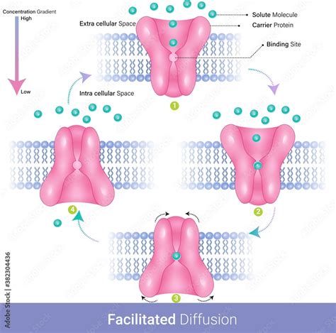 Photography Poster Facilitated Diffusion Of Membrane Transport Of Cells
