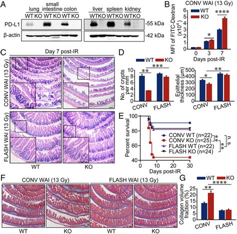 Flash X Ray Minimizes Mouse Enteritis In The Context Of Pd L1 Blockade