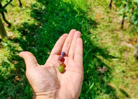 Quando Vendemmiare Ce Lo Dicono Gli Acini E Le Loro Maturazioni Wine
