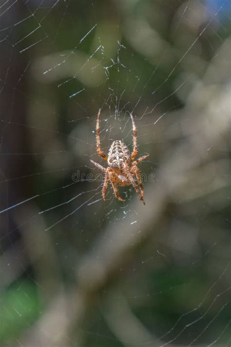 Large Garden Spider On Spider Web Morning Dew On A Spider Web Stock