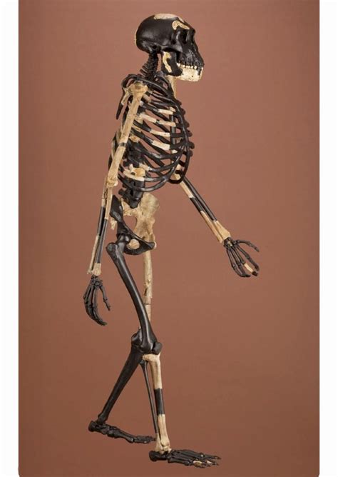 Australopithecus Afarensis Lucy Reconstructed Skeleton