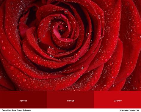 Deep Red Rose Color Scheme Image Color Palettes