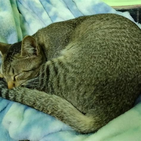 Faridha Fareen Youtube