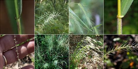 Eastern Bottlebrush Grass Elymus Hystrix Vs Silky Wild Rye Elymus