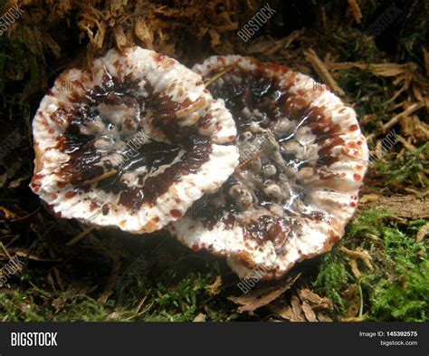 Hydnellum Peckii