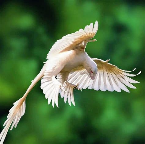 Microraptor And Potential Steel Logo Extinct Animals Prehistoric