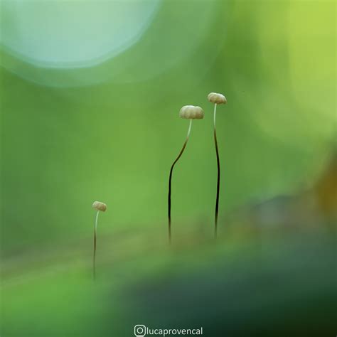 Marasmius Sp [4397 X 4397] R Mycoporn