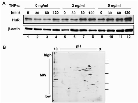 Up Regulation Of Hur Expression By Tnf Treatment In Bjab And