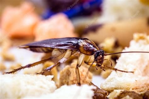 Cucaracha Periplaneta Conocida Como Cucaracha Roja O Cucaracha