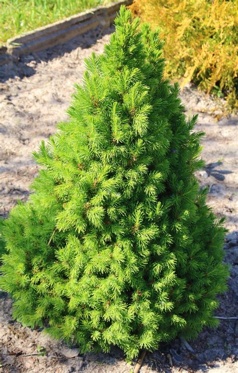 Dwarf Evergreens