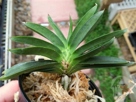 Junihitoe 十二単 New World Orchids