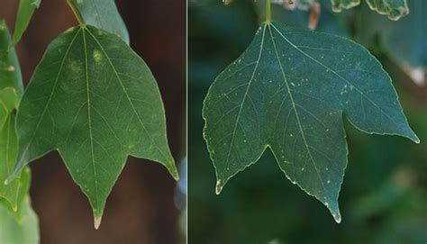 Trees And Shrubs Flashcards Quizlet