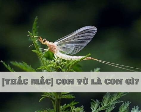 ThẮc MẮc Con Vờ Là Con Gì Và Chế Biến Món Gì