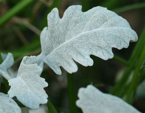 Pale Green Fuzzy Leaves Weather Underground Plant Leaves Pale Green