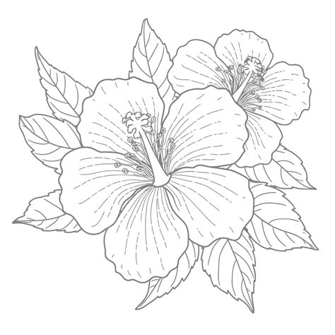 Bunga Raya Cartoon Png Hibiscus Vector Png Bunga Raya Malaysia
