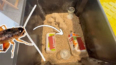 Setting Up A Cricket Breeding Colony For Beginners With New Method