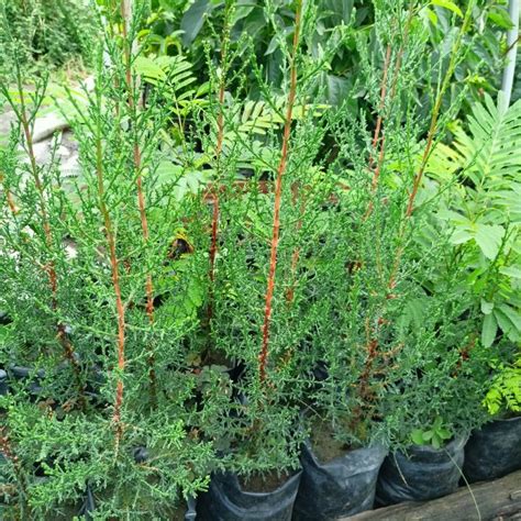 Čempres Uski Toskanski