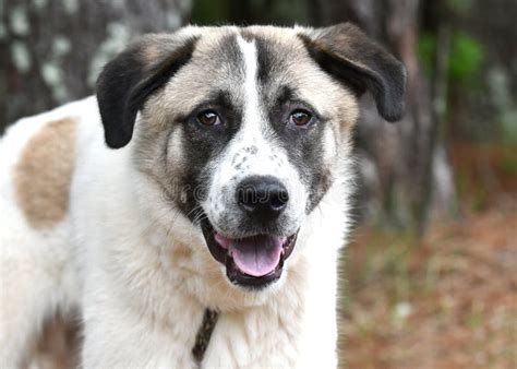 Great Pyrenees Anatolian Mix
