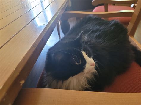 The Gryphons Perch Brandy The Cat