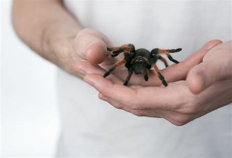 Systematic Desensitisation Hodder Education Magazines