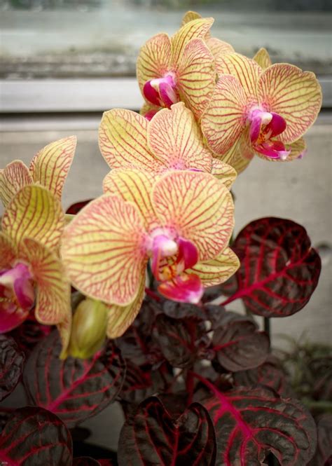Pin By Eric Linneman On Denver Botanic Gardens Orchids Denver Botanic