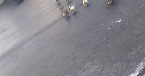 Ducks Album On Imgur Ducks Album On Imgur