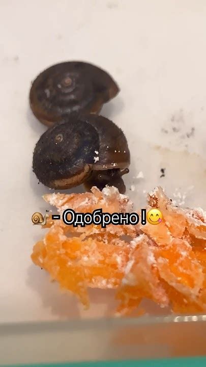 Корм улитосики 🐌одобряют👍 #music #улитки #еда #мило #юмор #полезно#для# ...