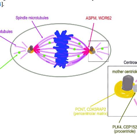 Localization Of The Most Emblematic Primary Microcephaly Proteins Download Scientific Diagram