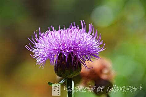 Conoce Arafo Conoce Arafo Seguimos Enseñando Cosas