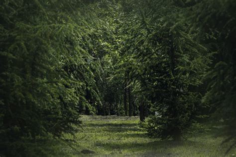 Jovan Pavlović Bagdalska Hronika Foto Restoran Bagdala Kruševac